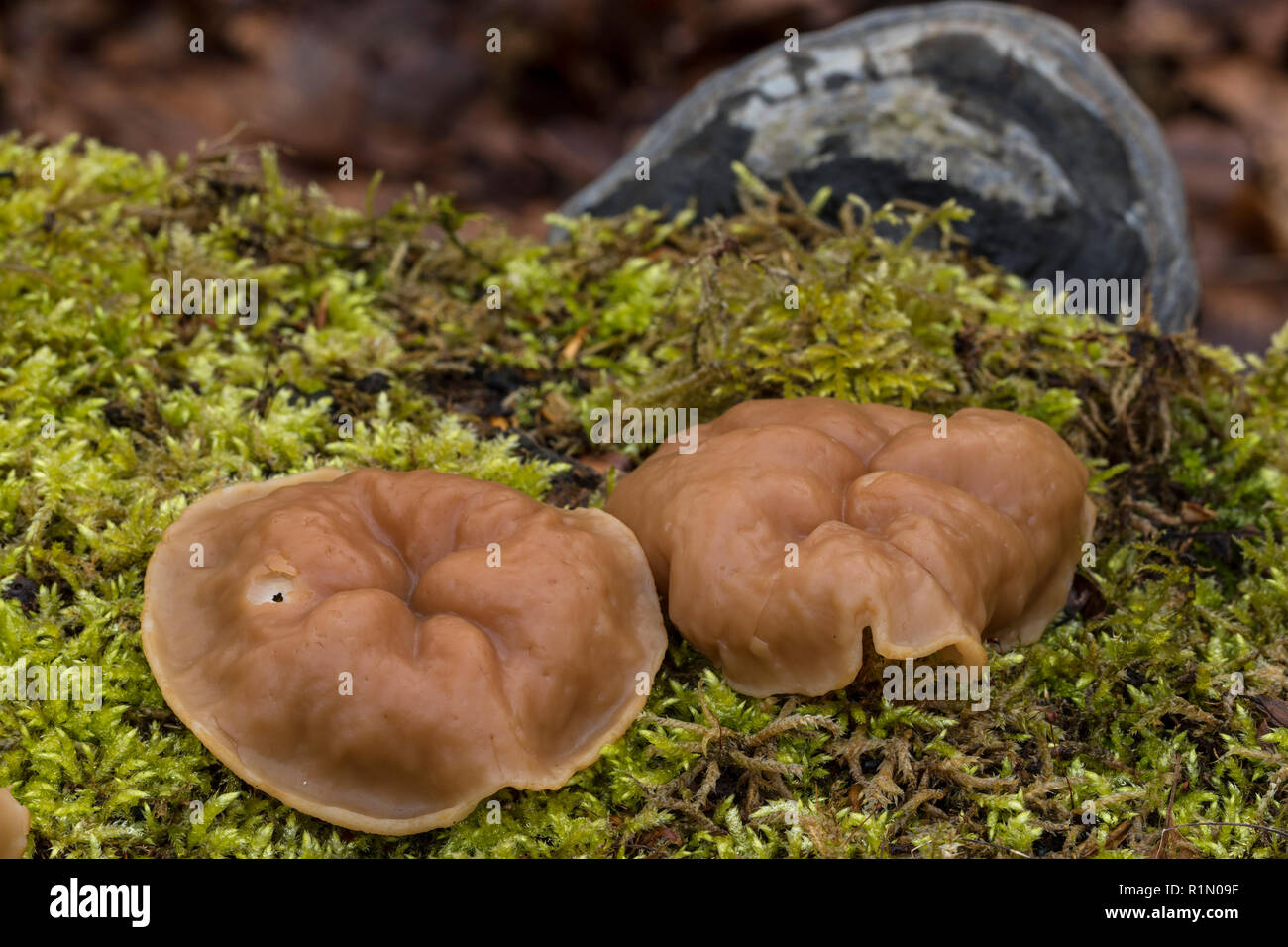 Fungus gyromitra hi-res stock photography and images - Alamy