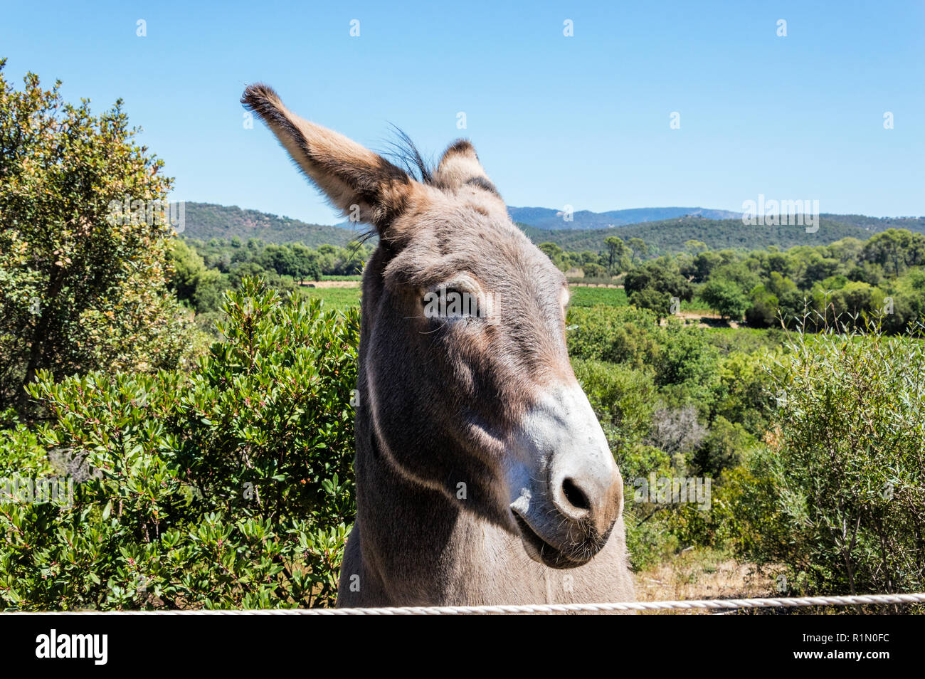 Donkey in a vineyard of Provence in summer Stock Photo - Alamy