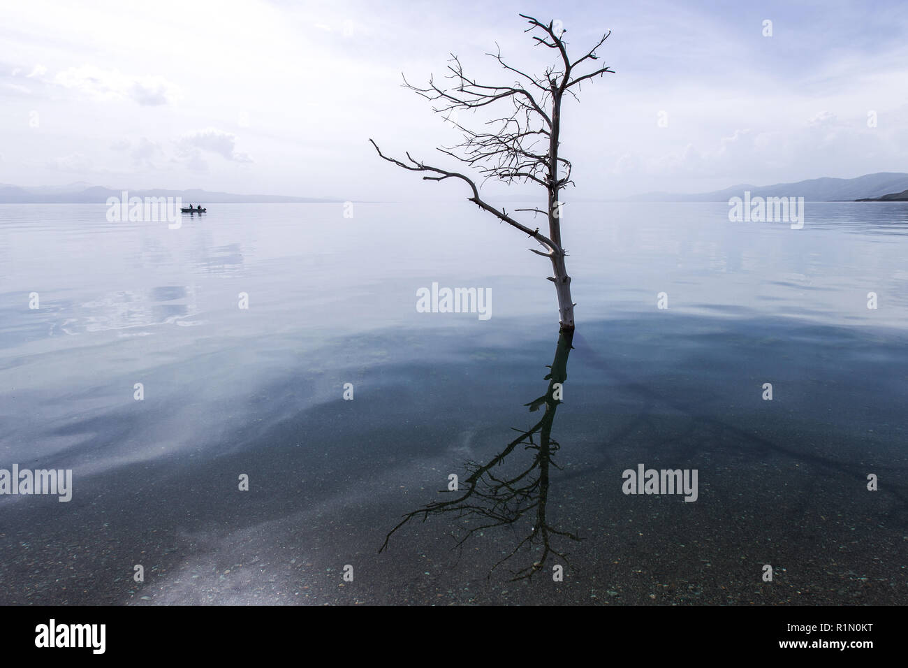 Landscape with tree and lake Stock Photo - Alamy