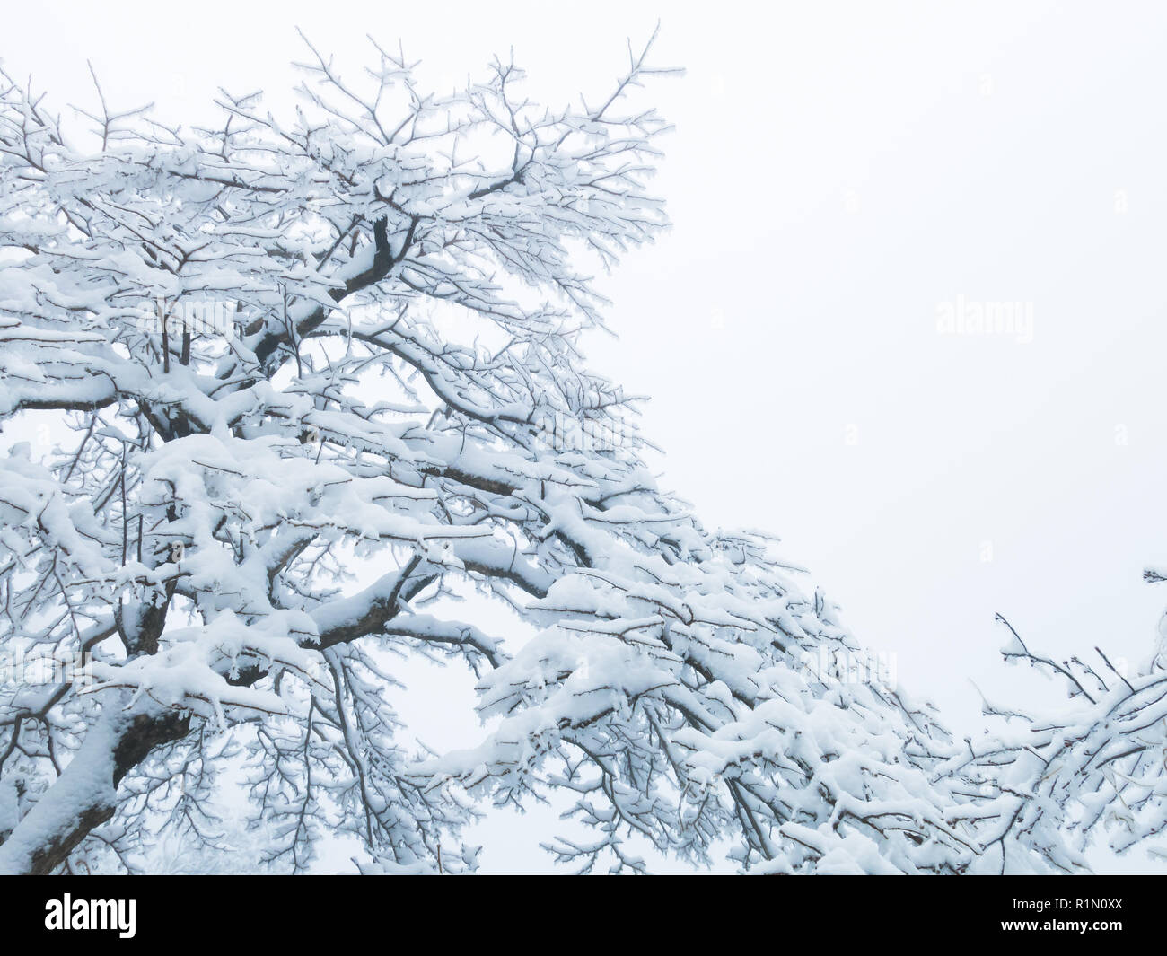 Snowfall transparent hi-res stock photography and images - Alamy