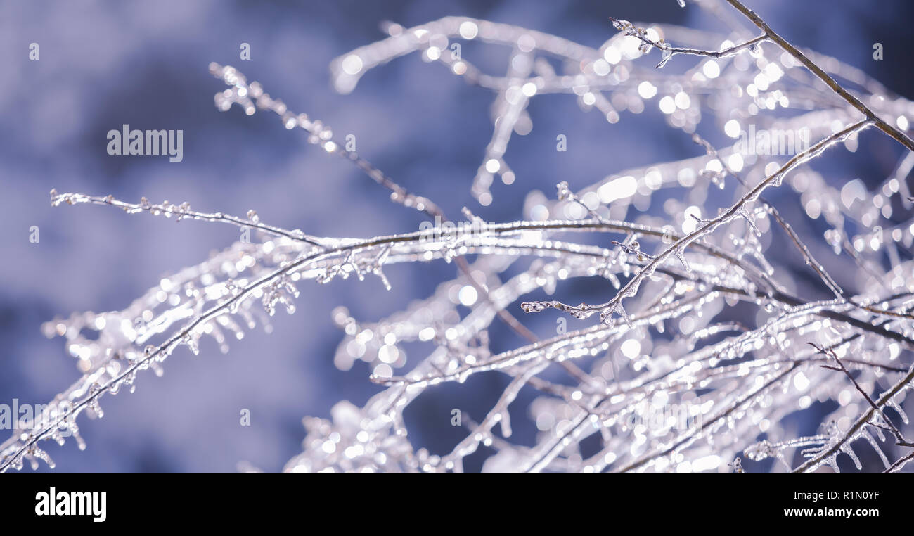 Closeup frozen tree hi-res stock photography and images - Alamy