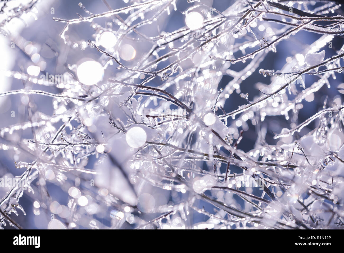 Frozen in the ice tree branches Stock Photo - Alamy