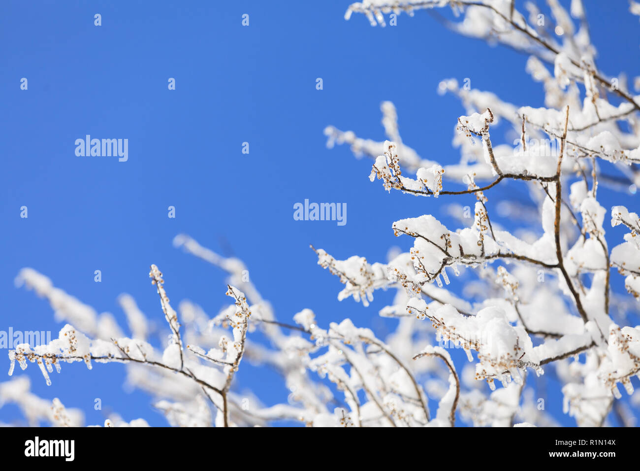 Ice tree hi-res stock photography and images - Alamy