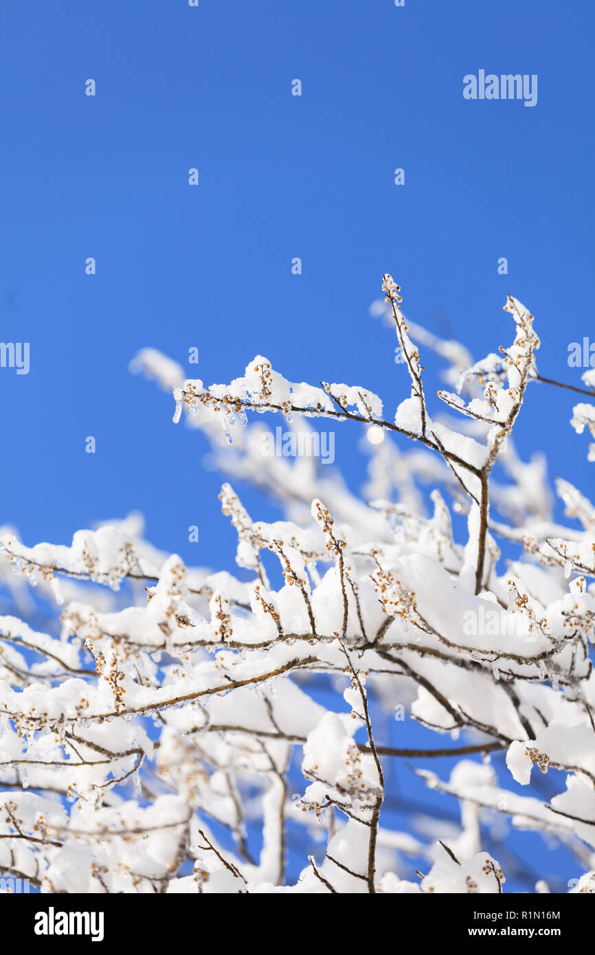 Frozen in the ice tree branches Stock Photo - Alamy