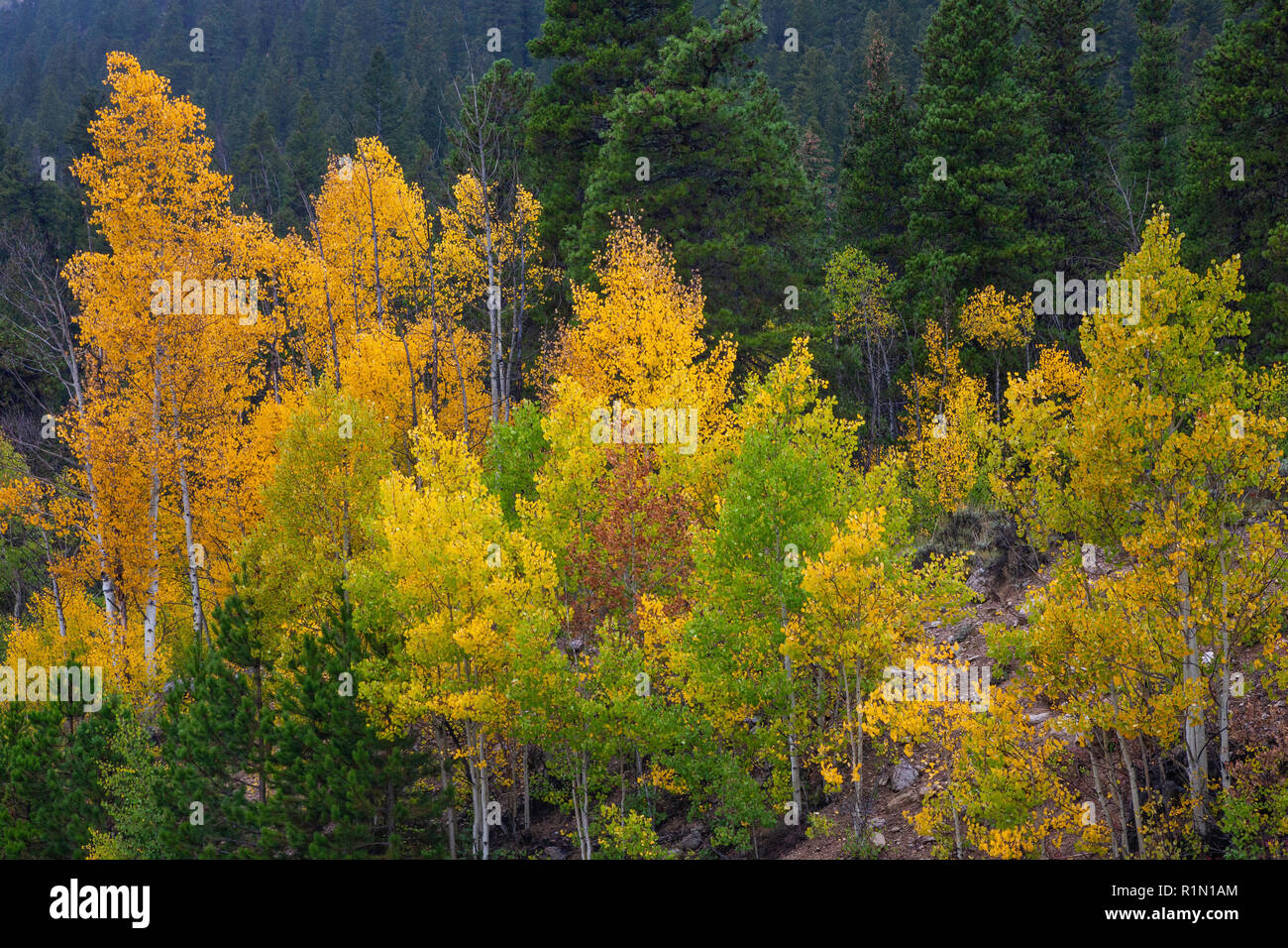 Golden aspen in fall, Sawatch Mountains, Pike-San Isabel National ...
