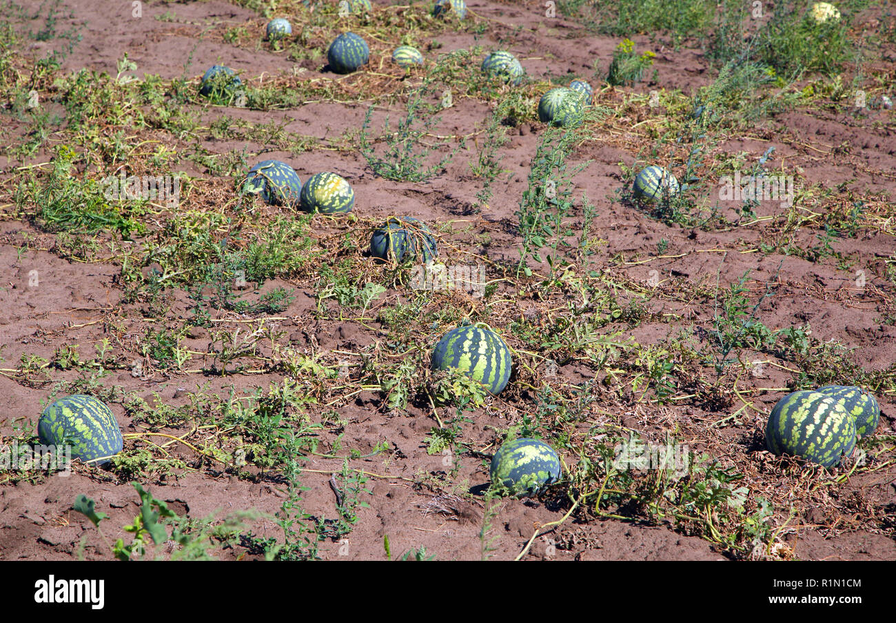 Watermelon field crop hi-res stock photography and images - Alamy