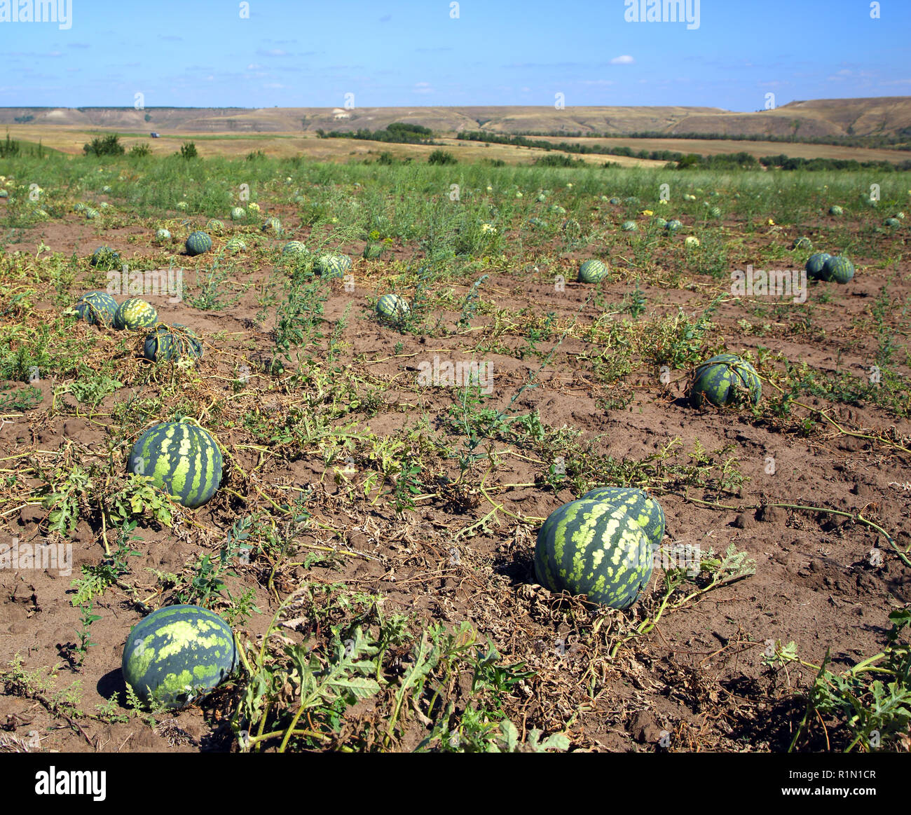 Watermelons in field Stock Photo - Alamy