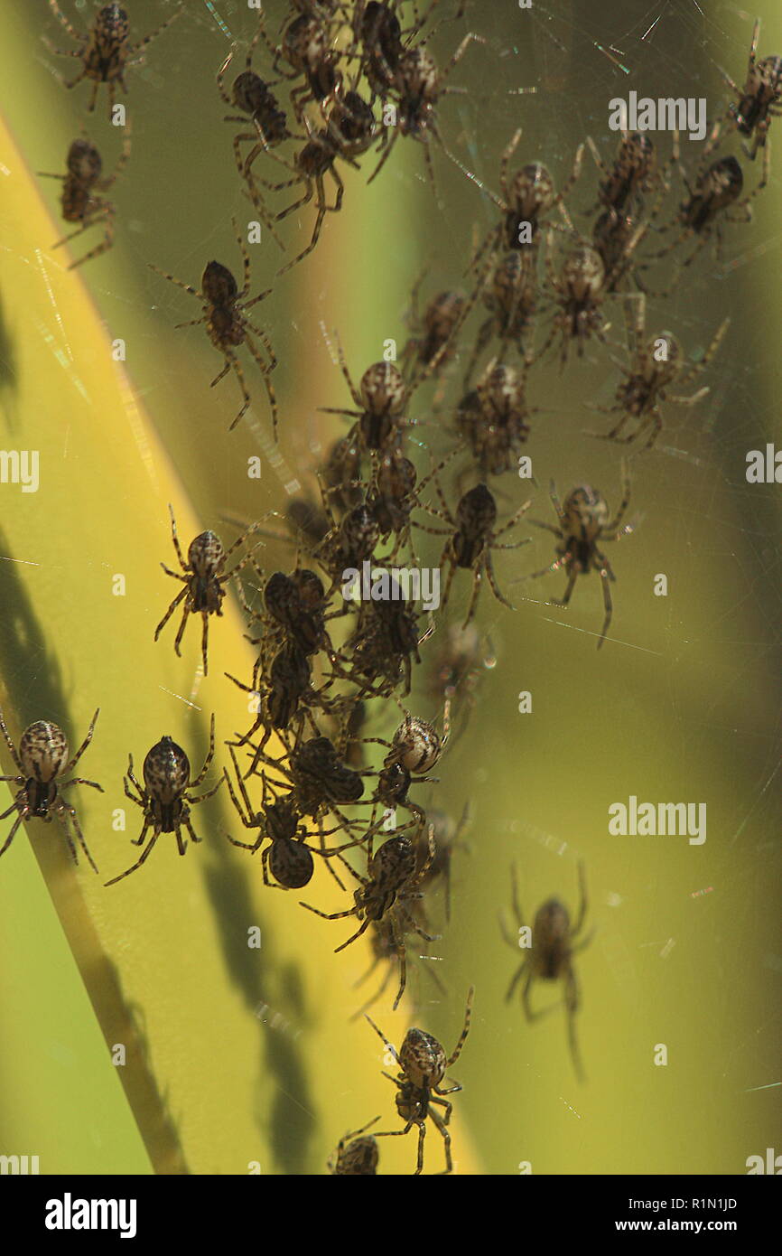 Spiderlings High Resolution Stock Photography and Images - Alamy