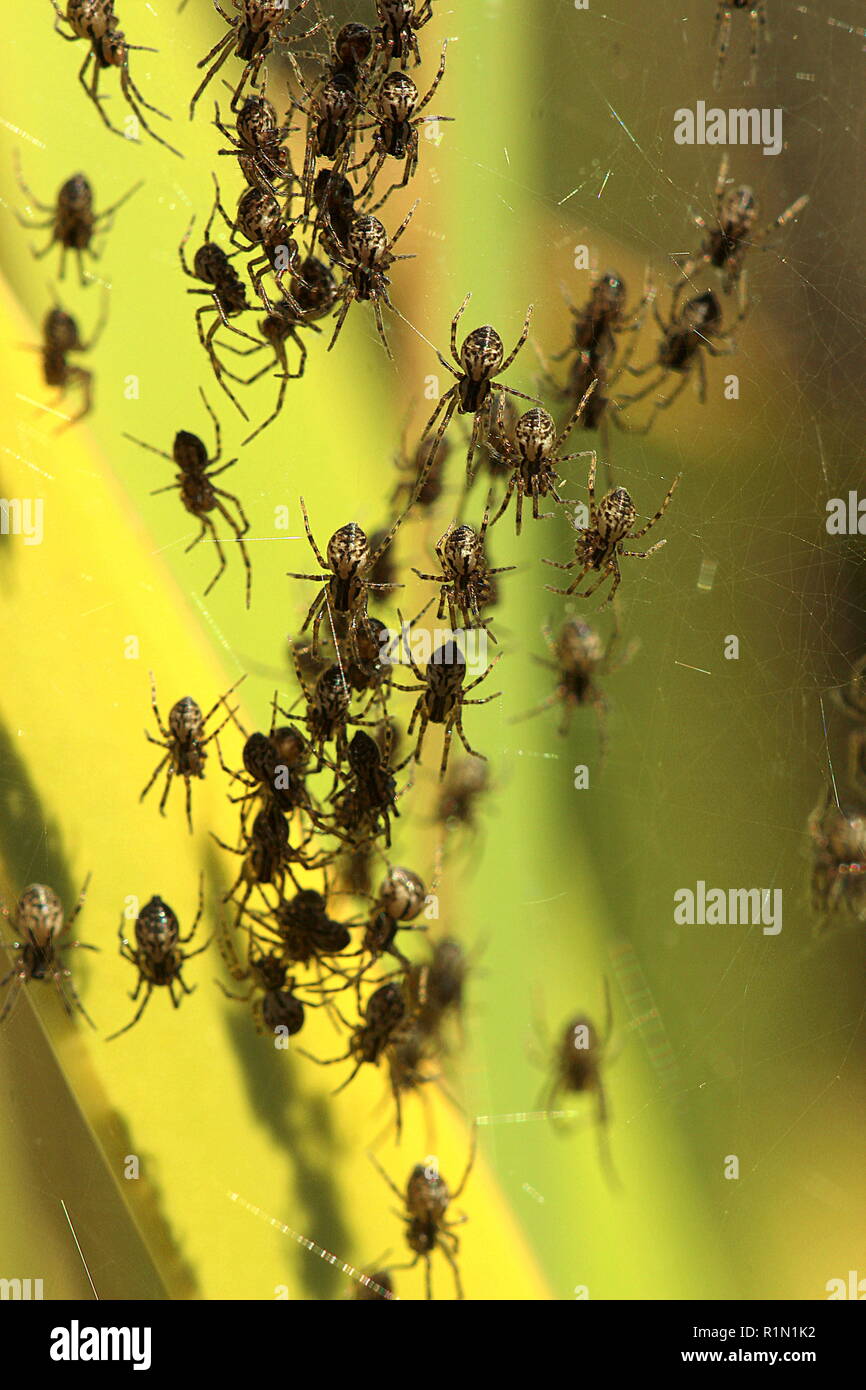 Spiderlings High Resolution Stock Photography and Images - Alamy