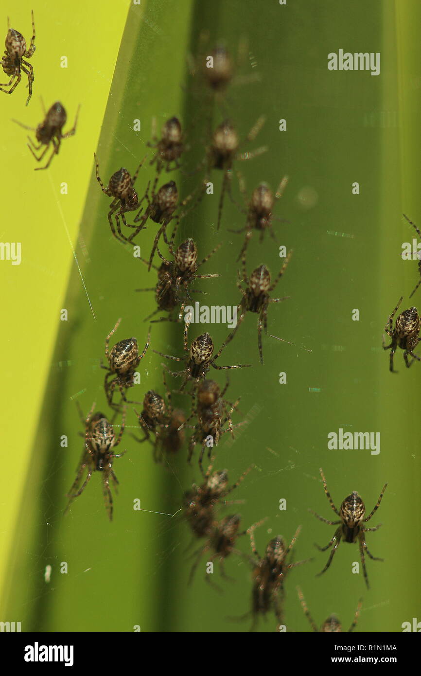 Spiderlings High Resolution Stock Photography and Images - Alamy