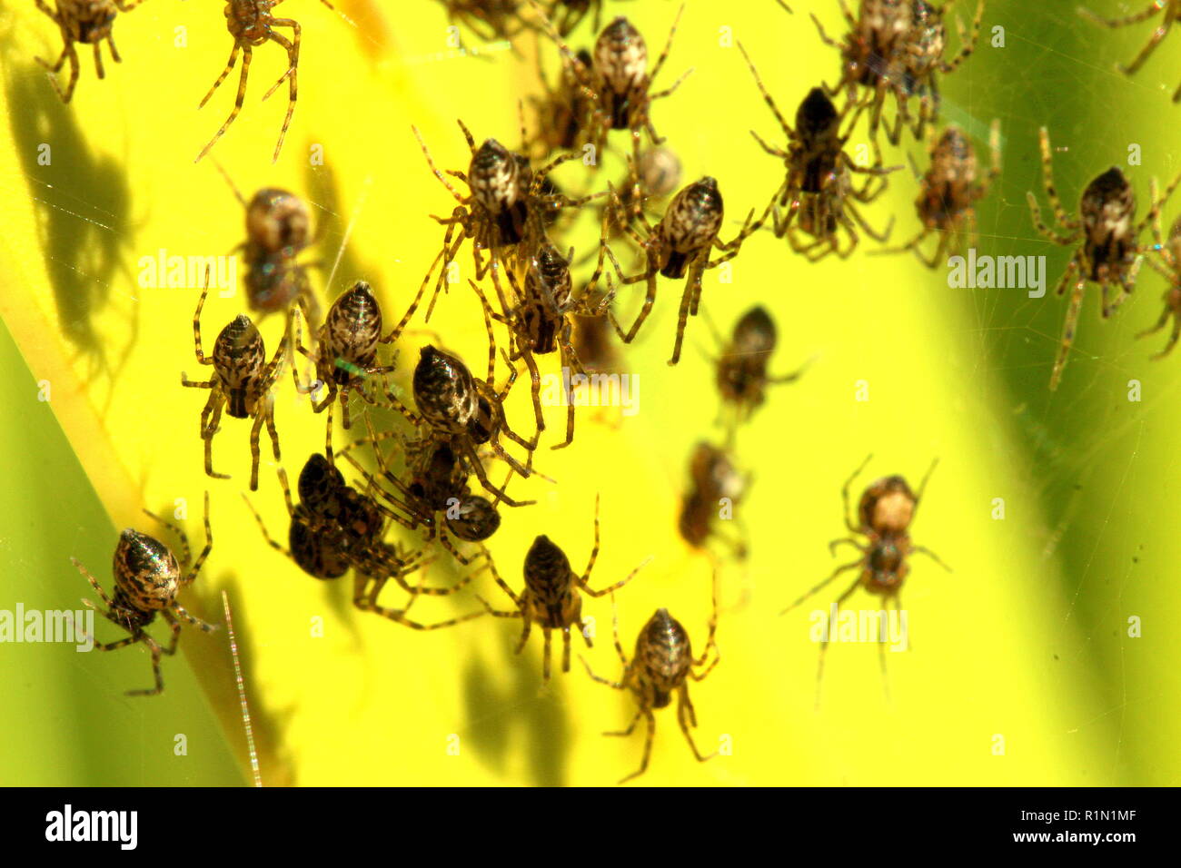 Spiderlings hi-res stock photography and images - Alamy