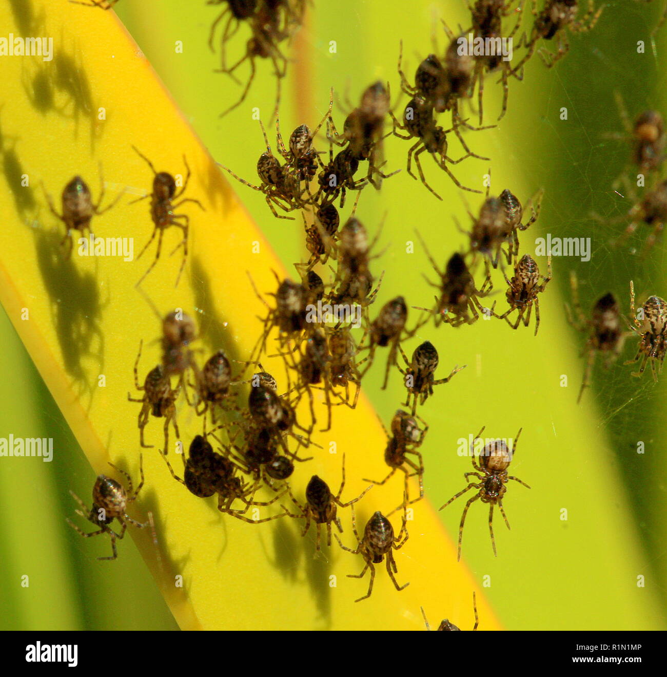 Spiderlings High Resolution Stock Photography and Images - Alamy
