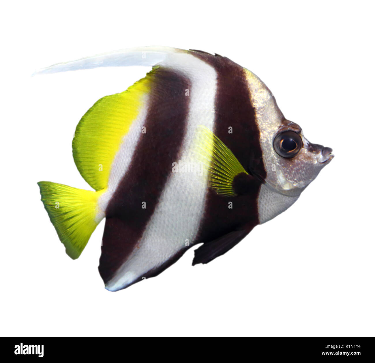 Pennant coral fish hi-res stock photography and images - Alamy