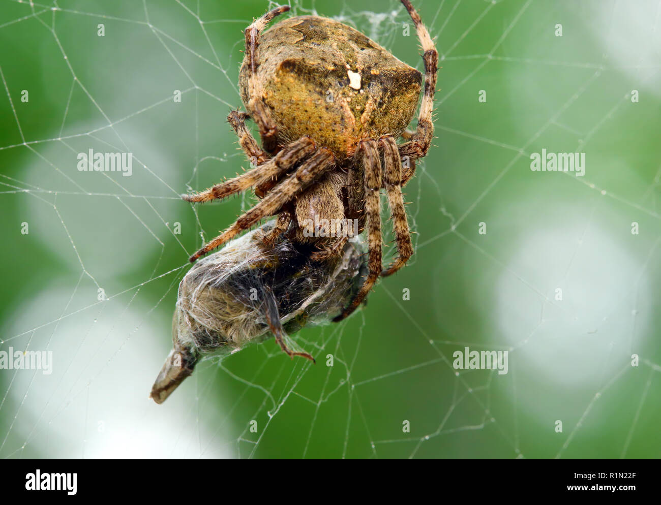 Spider eating insect hi-res stock photography and images - Alamy