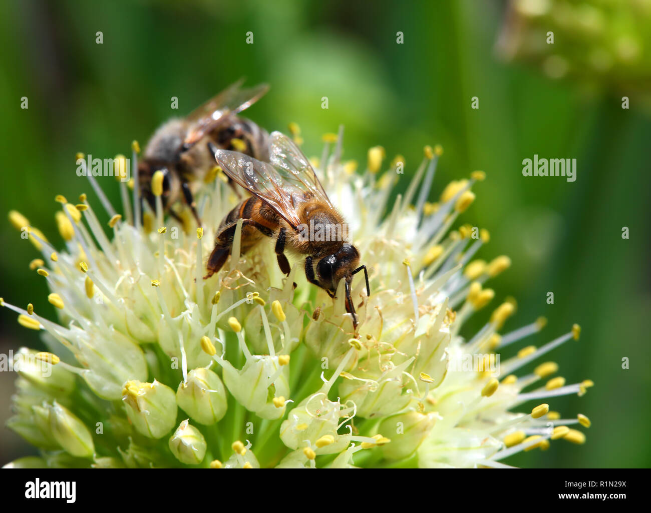 Bees on flower hi-res stock photography and images - Alamy