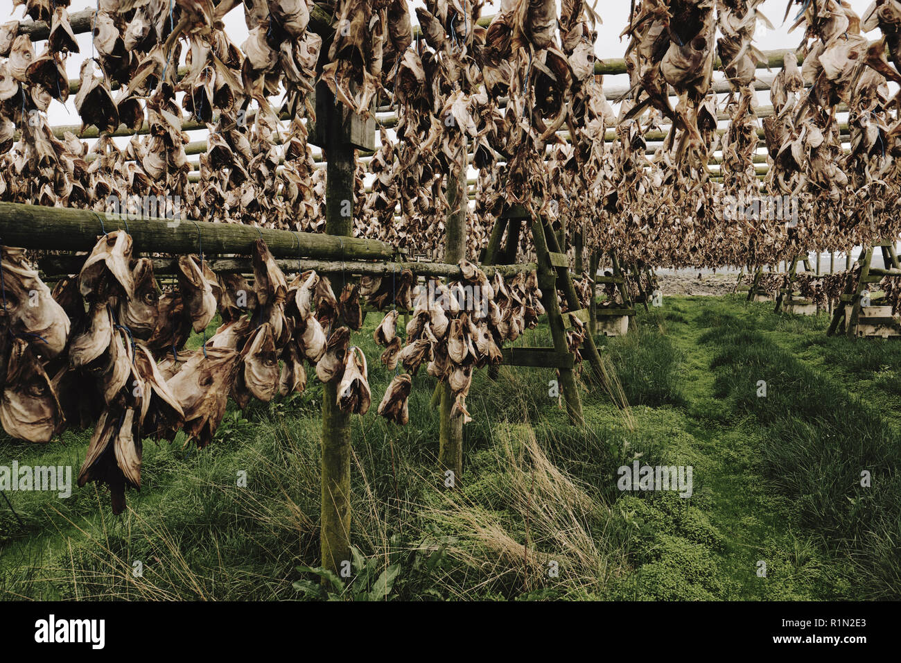 Drying fish heads - cut off fish heads hung out to dry on large ...