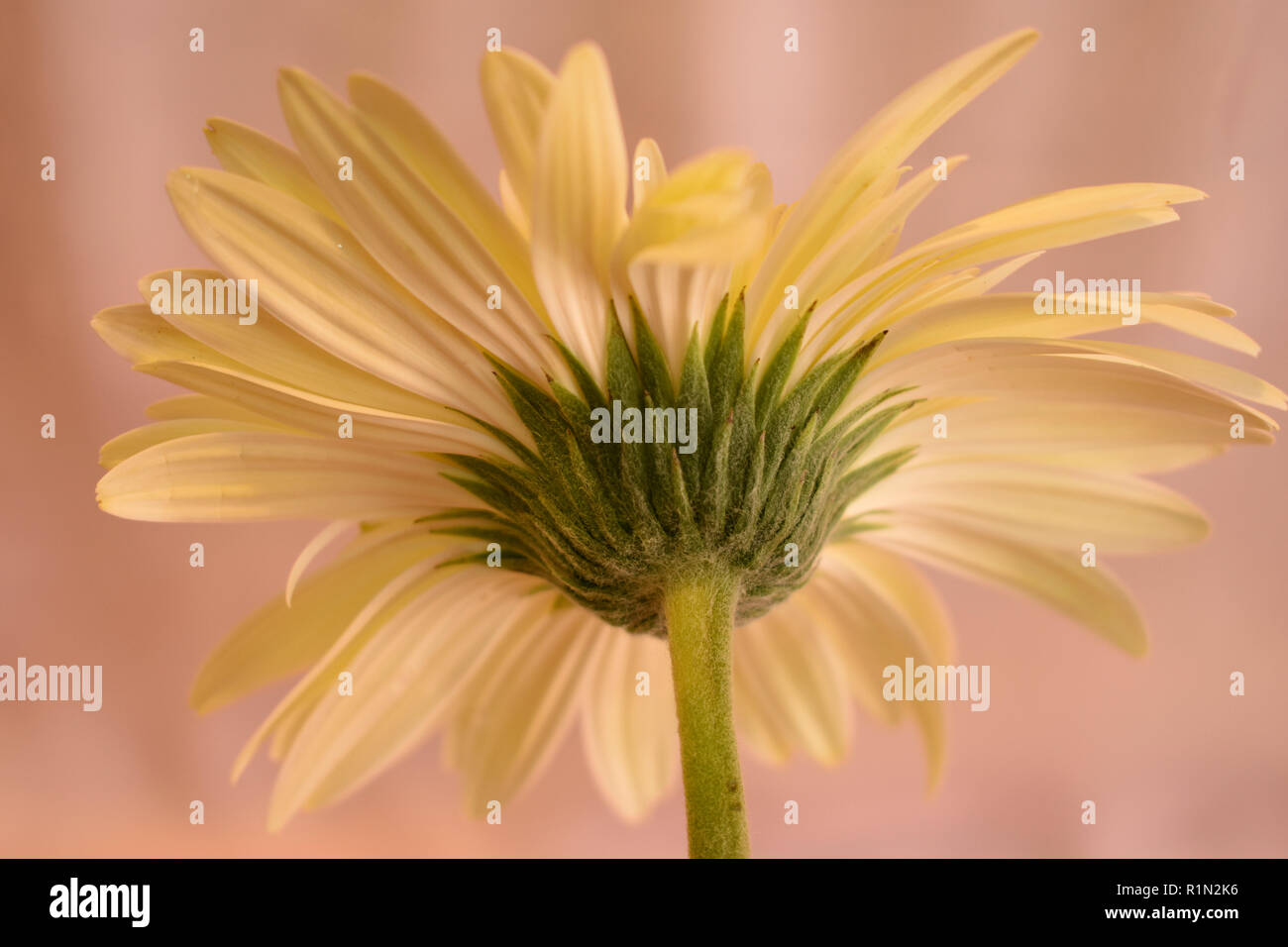 A light yellow Gerbera flower on a pale pink background Stock Photo - Alamy