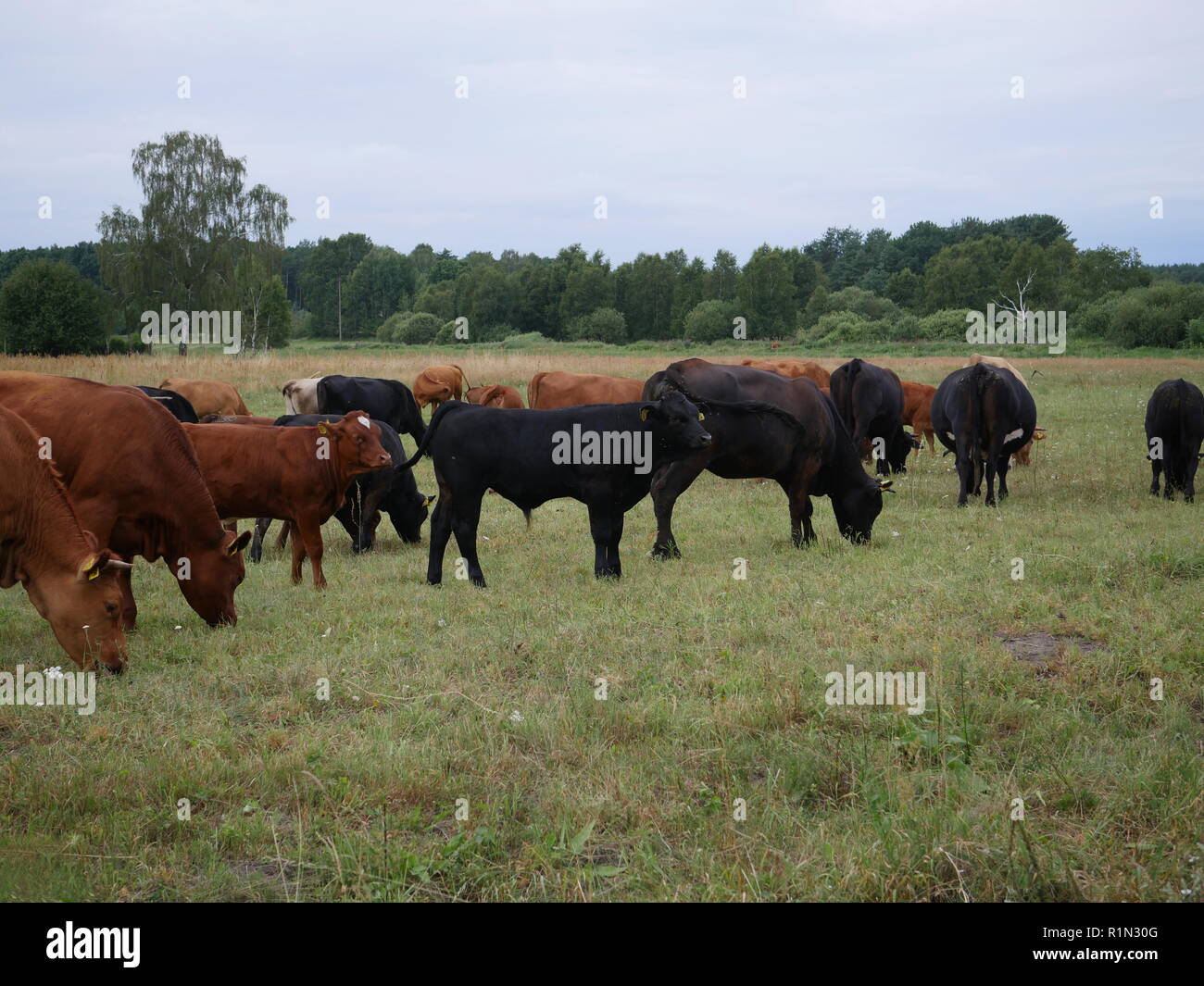 brown cows on pasture on forest background Stock Photo - Alamy