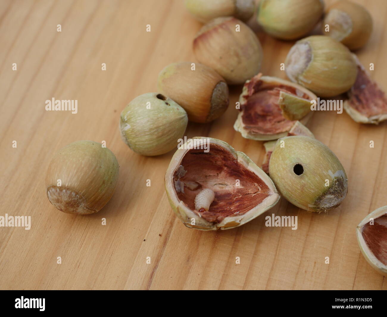 Curculio Nucum High Resolution Stock Photography and Images - Alamy