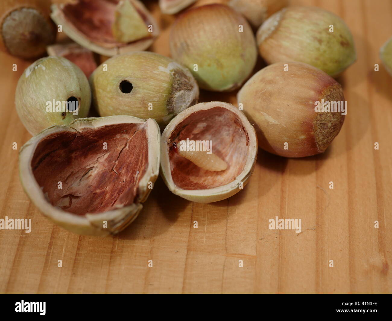 Nucum hi-res stock photography and images - Alamy