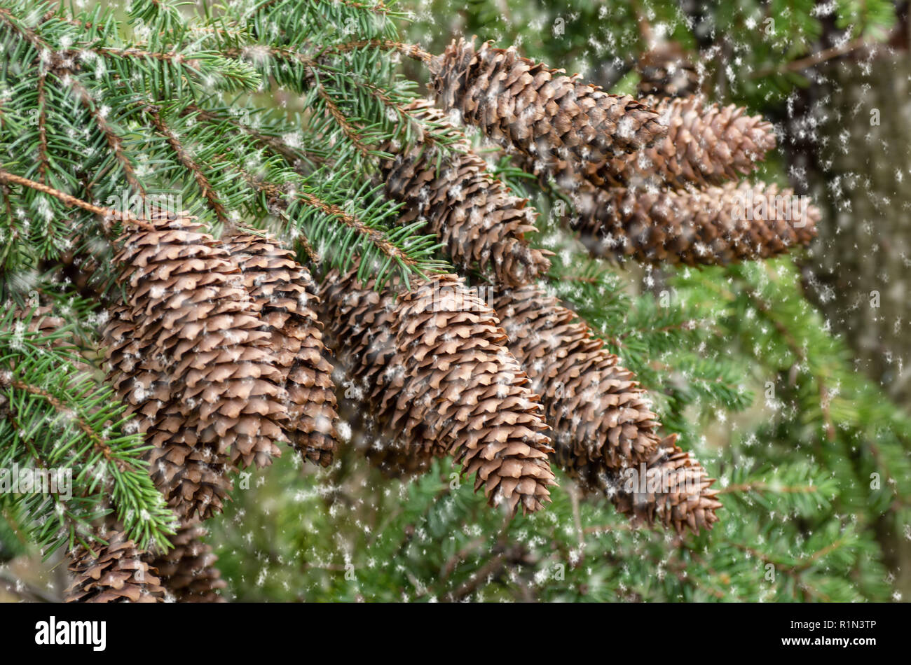 Falling pine cone on fir hi-res stock photography and images - Alamy