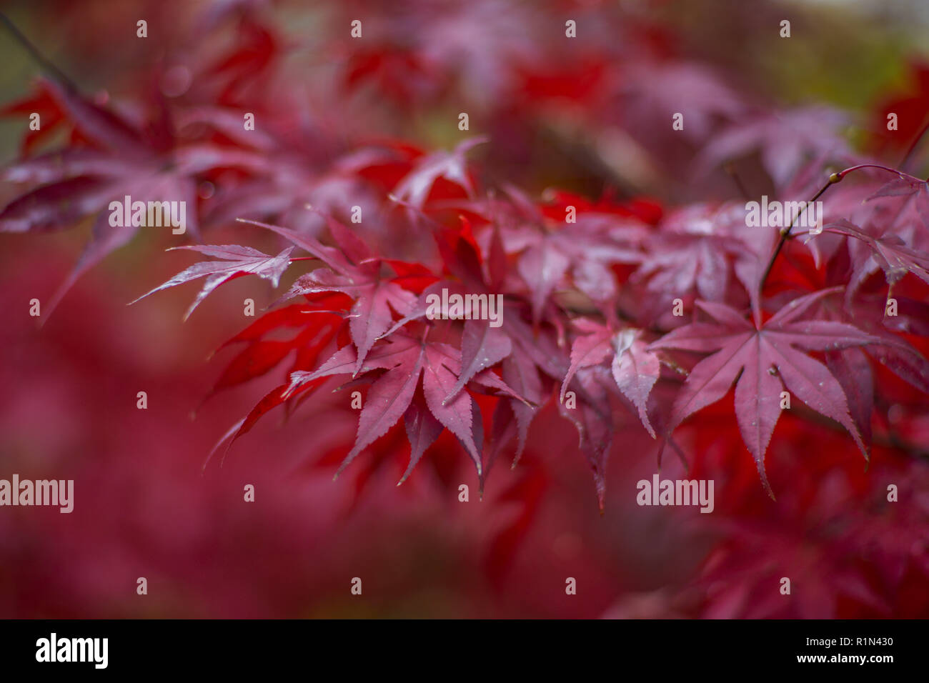 Japanese Maple leaves turned red in autumn Acer japonicum Amur maple ...