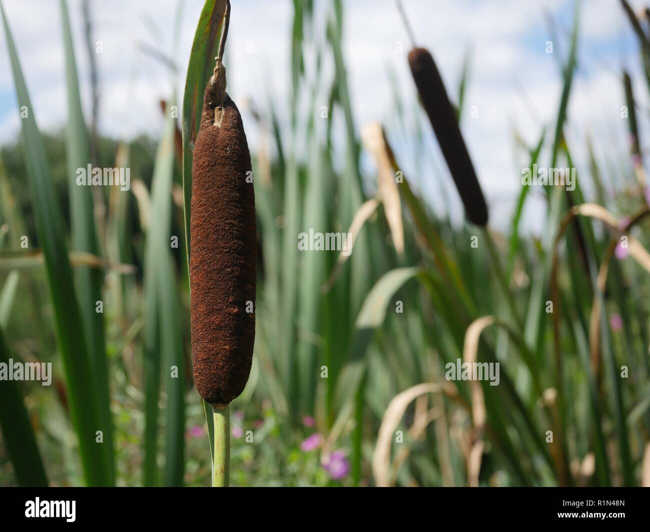 plant calamus on forest background Stock Photo - Alamy