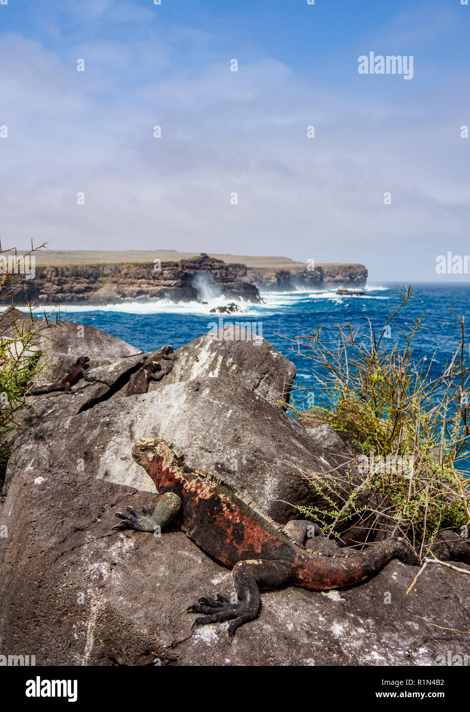 Espanola marine iguana punta suarez hi-res stock photography and images ...