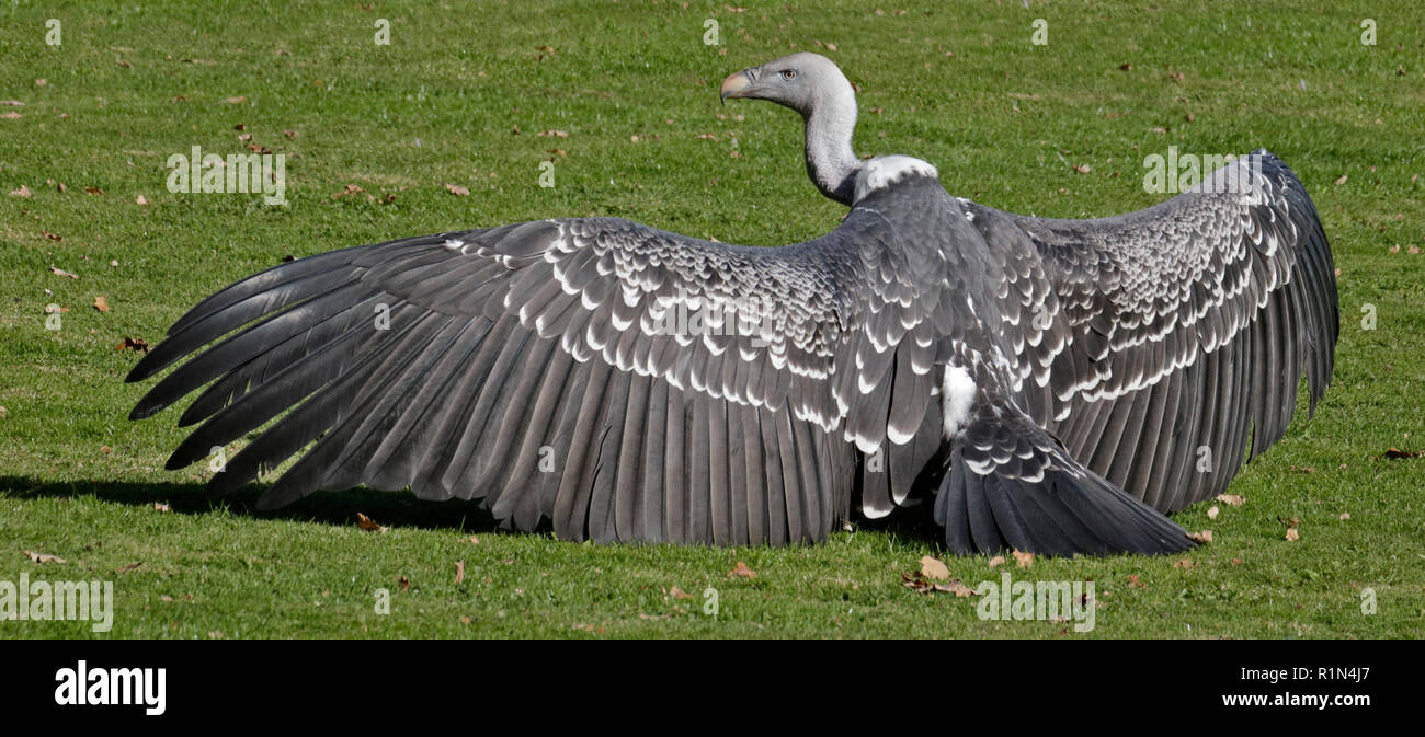 Ruppells Vulture (gyps rueppelli Stock Photo - Alamy