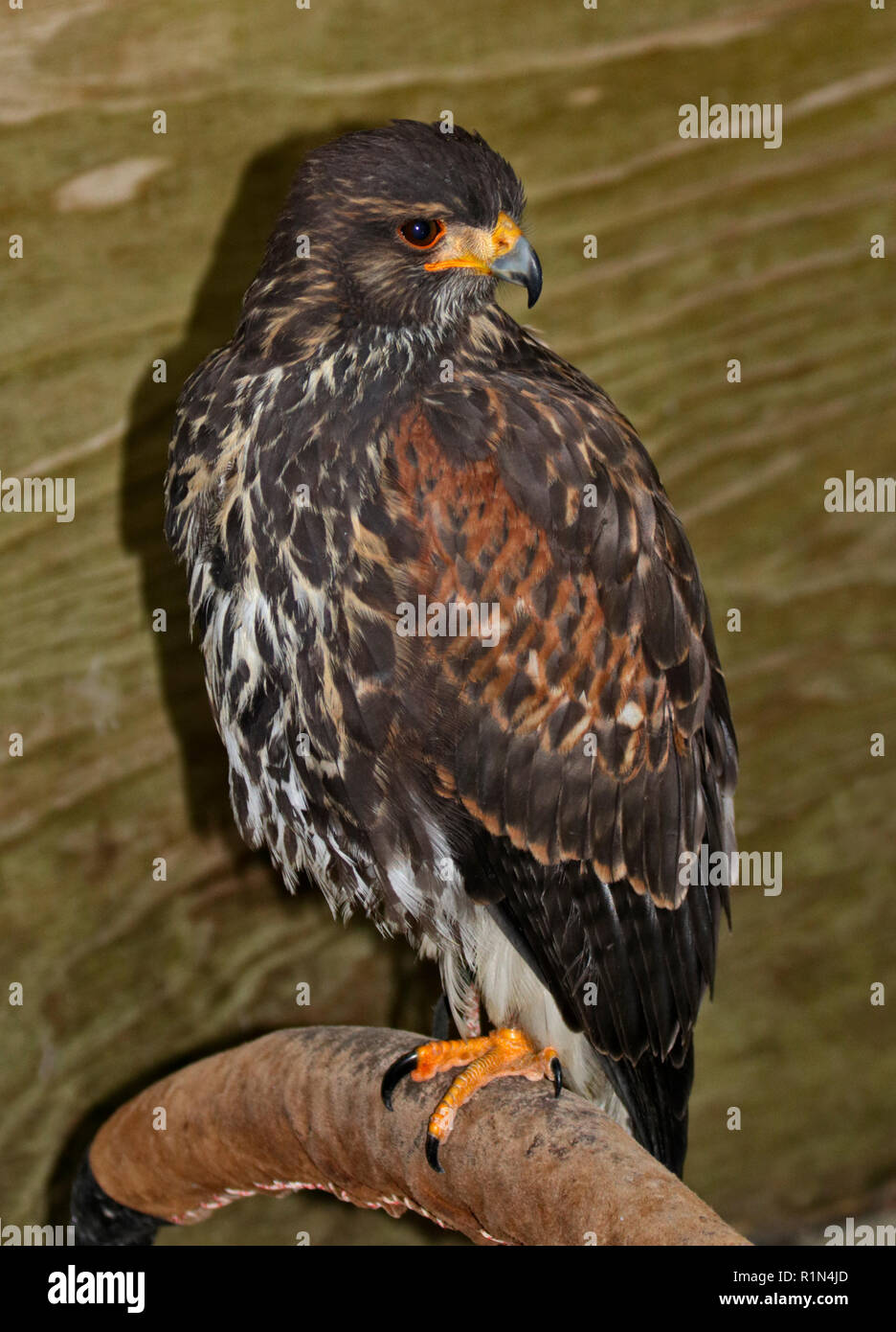 Harris hawks hi-res stock photography and images - Alamy
