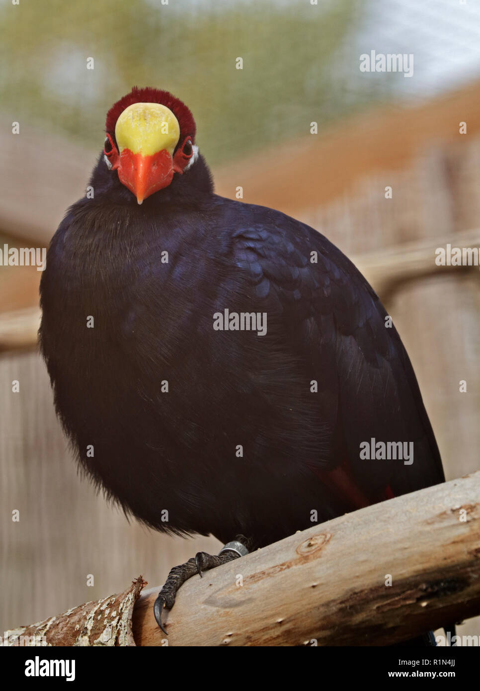 Violaceous turacos hi-res stock photography and images - Alamy