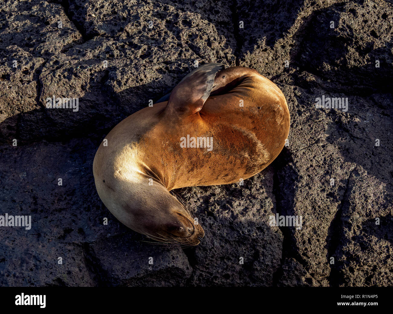 Sea Lion (Zalophus wollebaeki), Dragon Hill area, Santa Cruz or ...