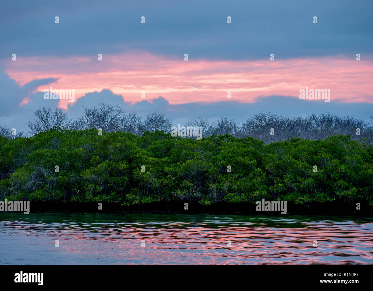 Black Turtle Cove at sunrise, Santa Cruz or Indefatigable Island ...