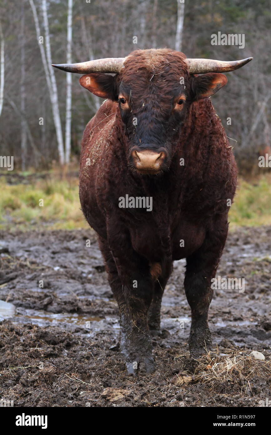 Cattle feed lot hi-res stock photography and images - Alamy