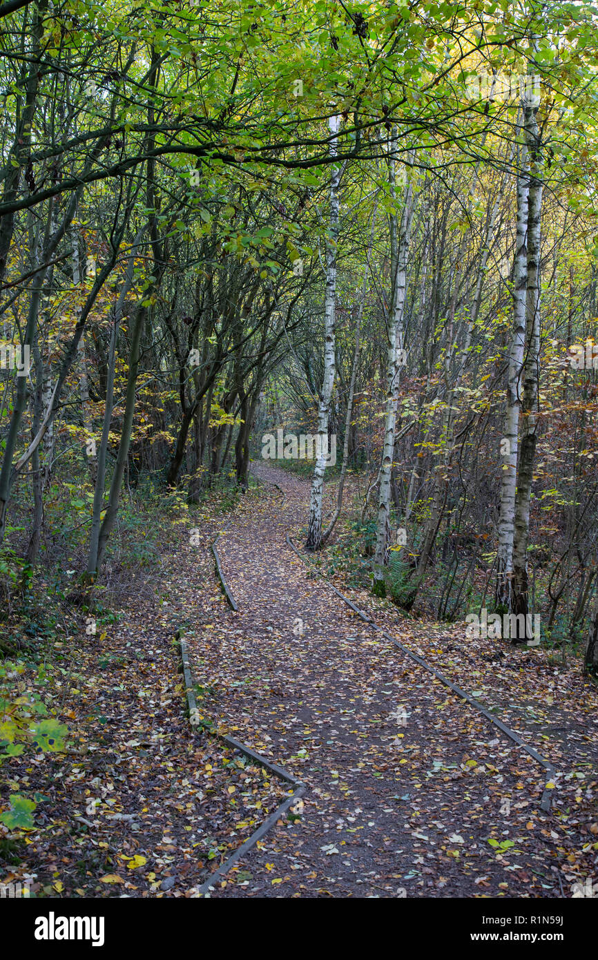 Trees shedding leaves hi-res stock photography and images - Alamy