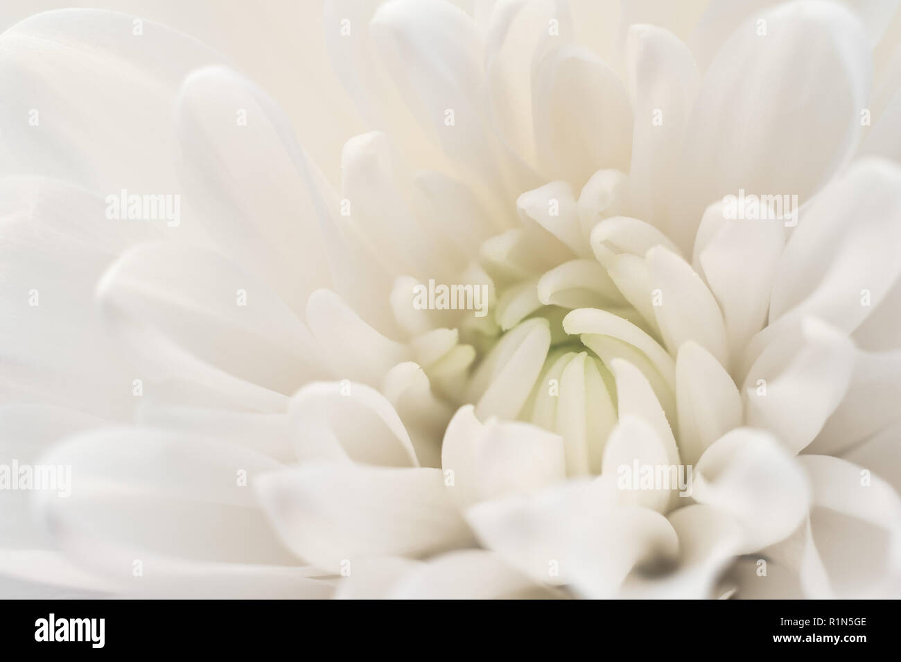 White chrysanthemum flower plant hi-res stock photography and images ...