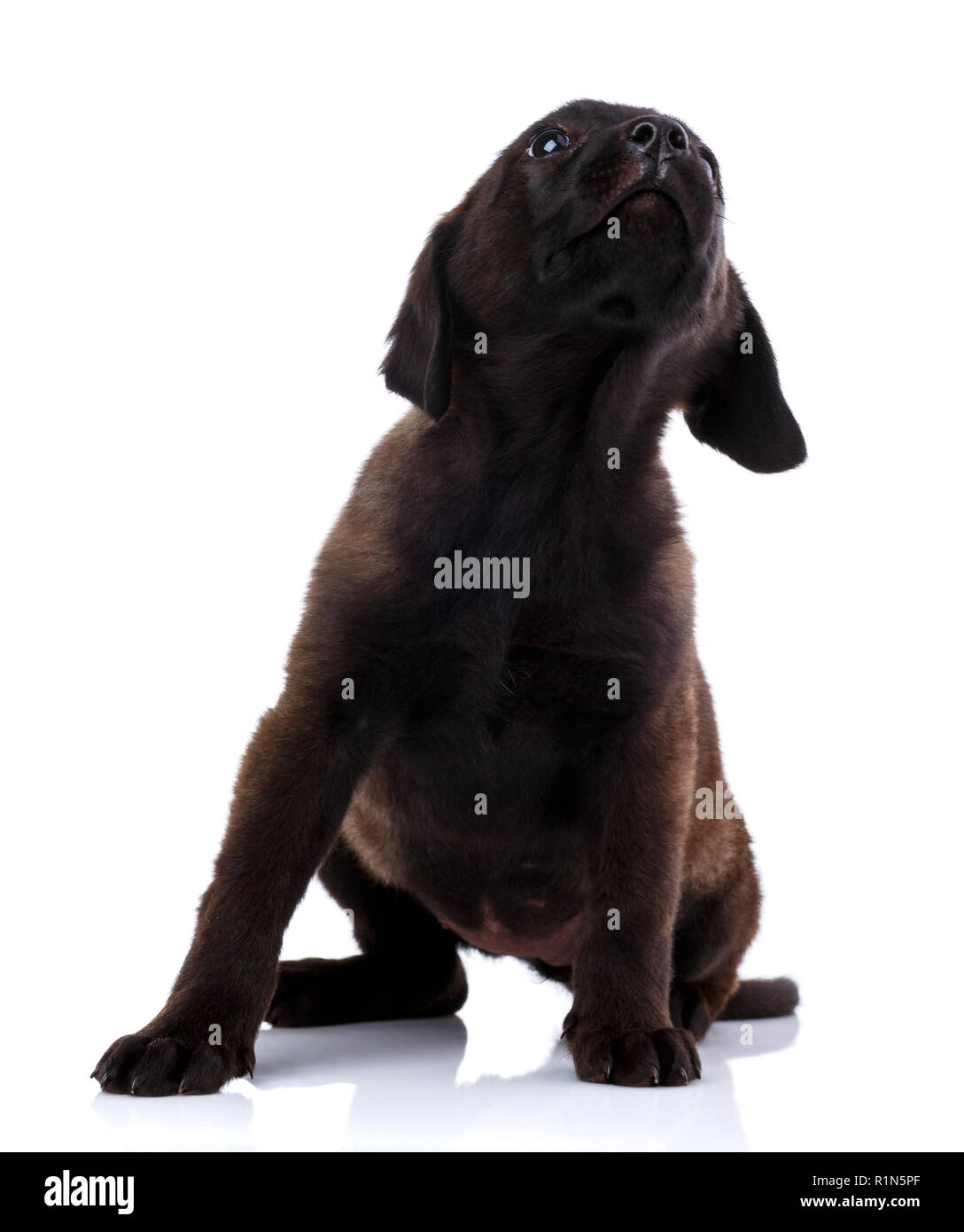Portrait black dog white Cut Out Stock Images & Pictures - Alamy