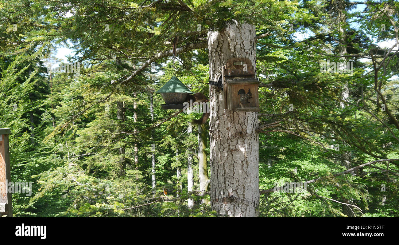 Black Forst Tree Stock Photo - Alamy