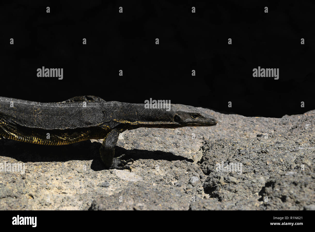 Asian water monitor lizard walking on rocky land in Bali, Indonesia ...