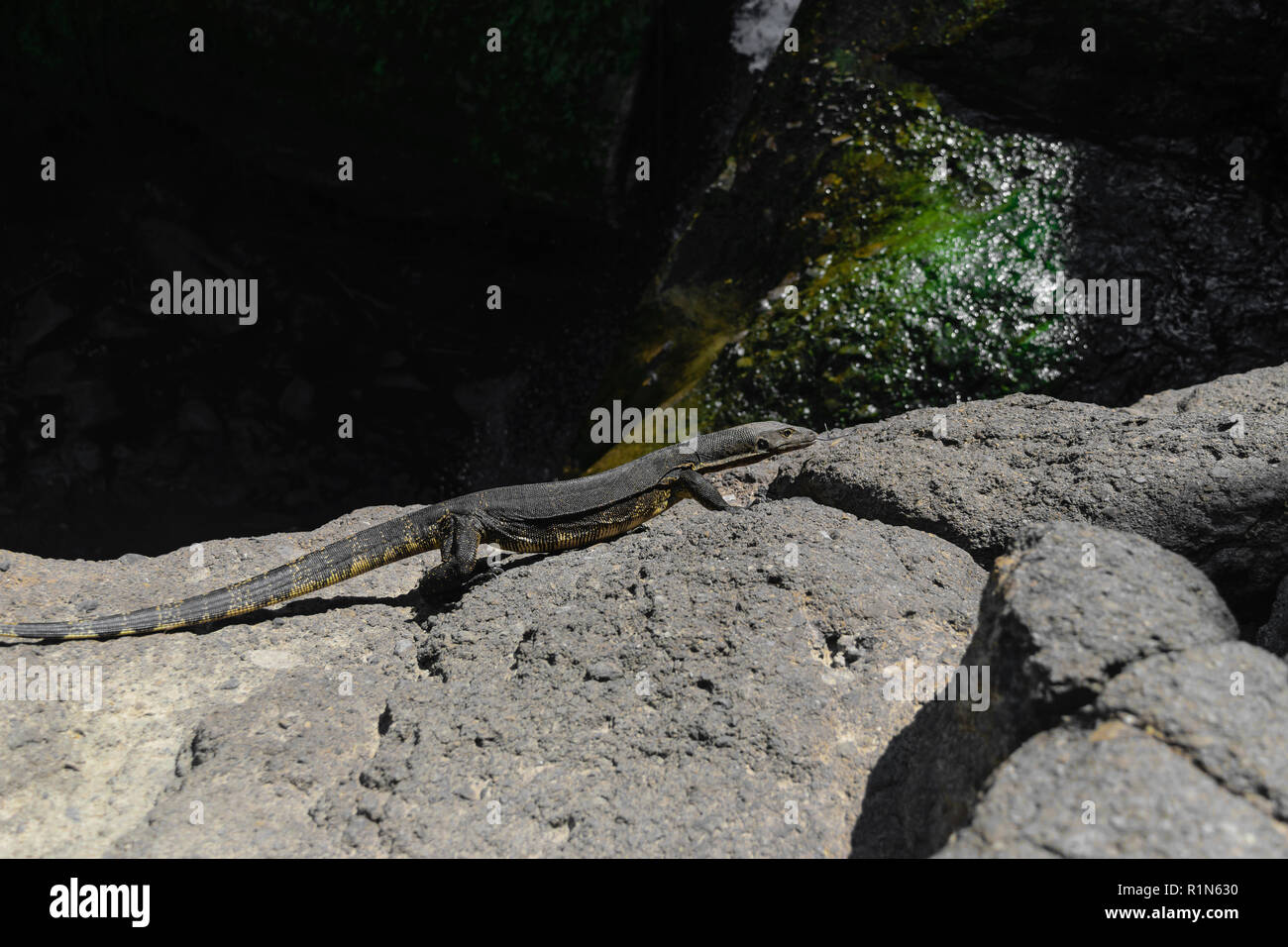 Asian water monitor lizard walking on rocky land in front of blurred ...