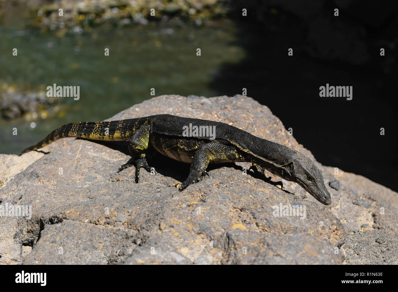 Asian water monitor lizard walking on rocky land in front of blurred ...