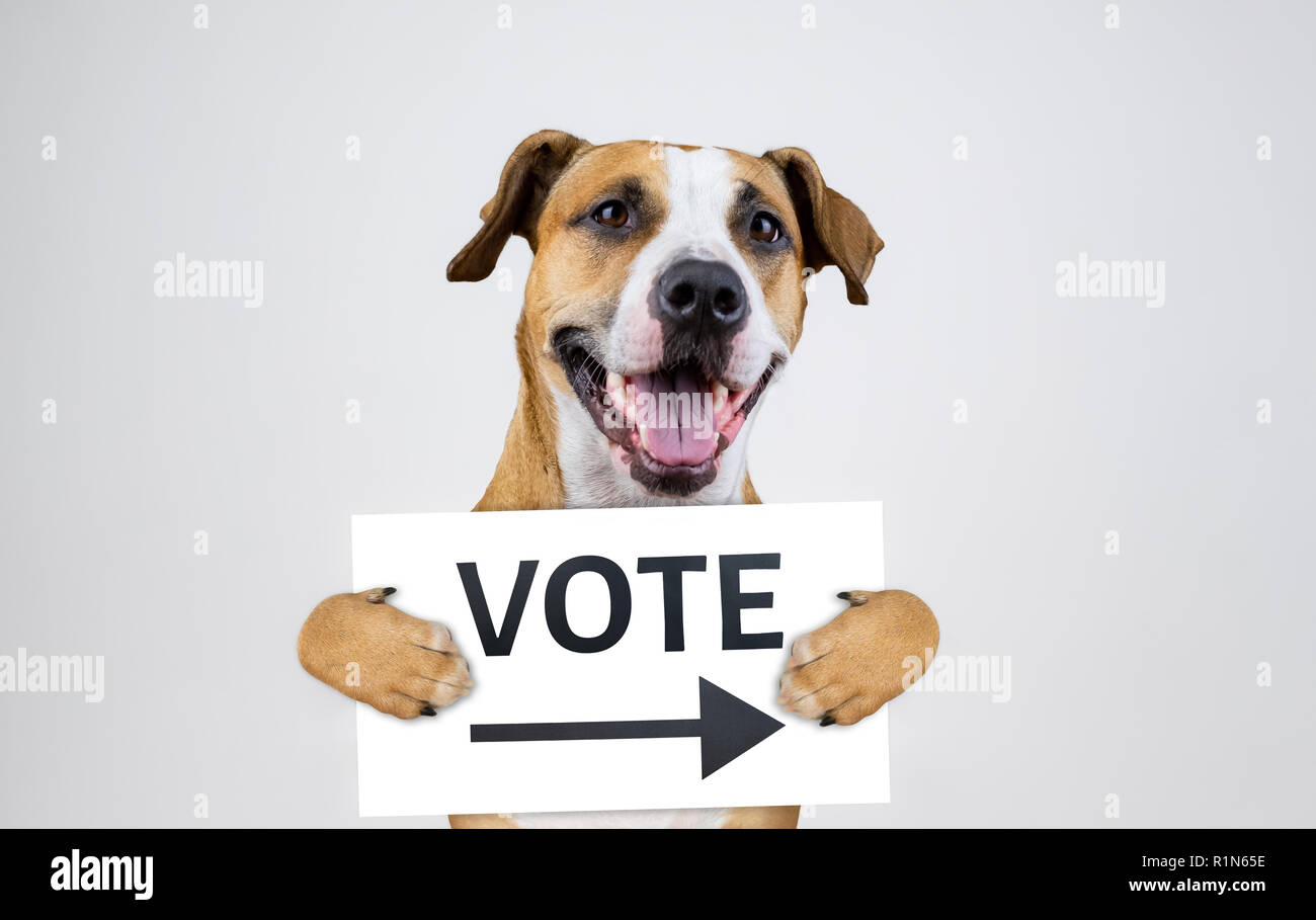 American election activism concept with staffordshire terrier dog ...