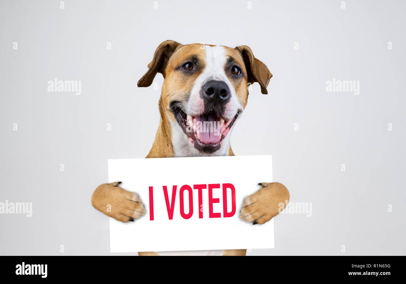 American election activism concept with staffordshire terrier dog ...