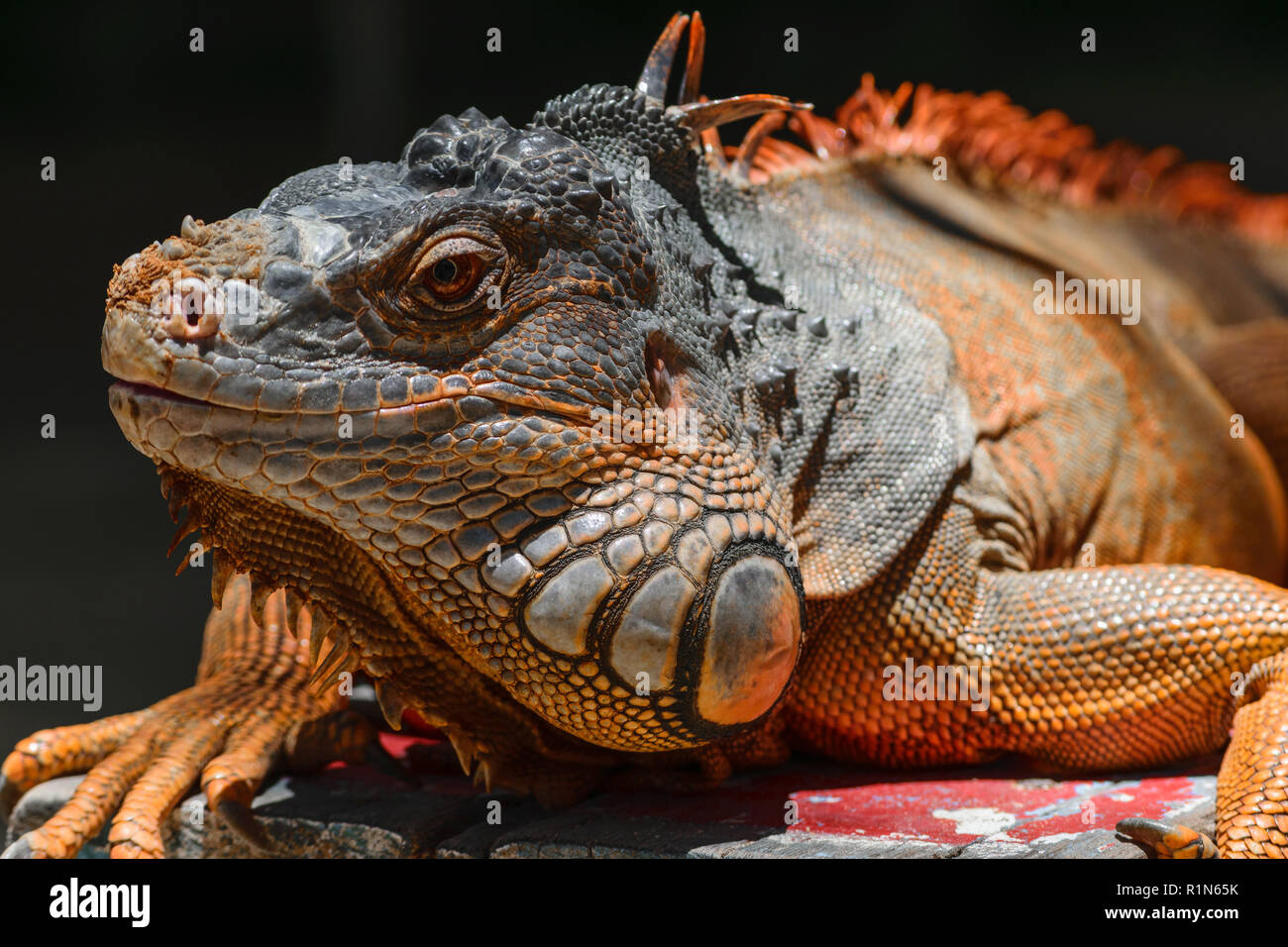 Portrait of seriously looking orange iguana sitting on the wooden ...