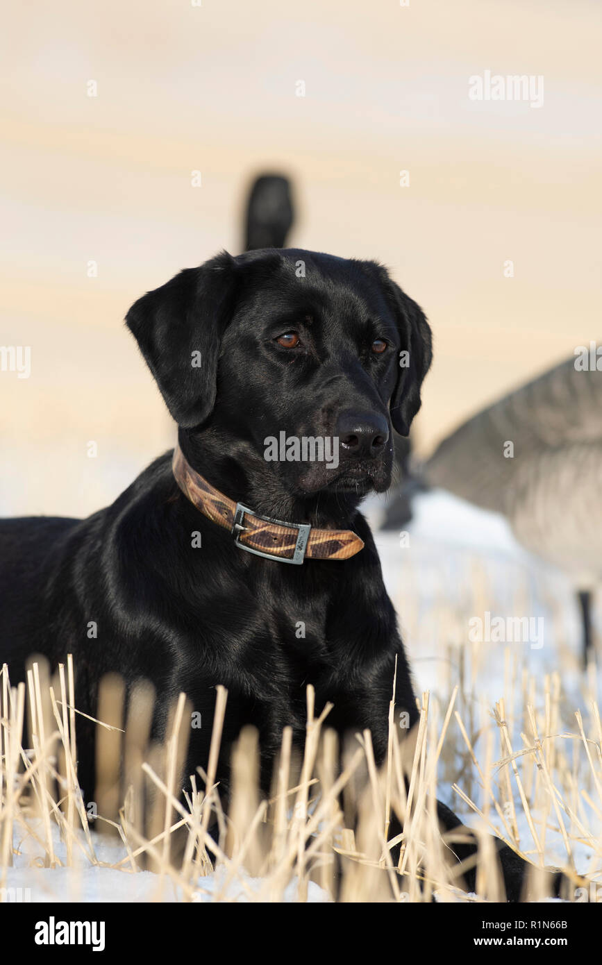 A Black lab out waterfowl hunting in North Dakota Stock Photo - Alamy