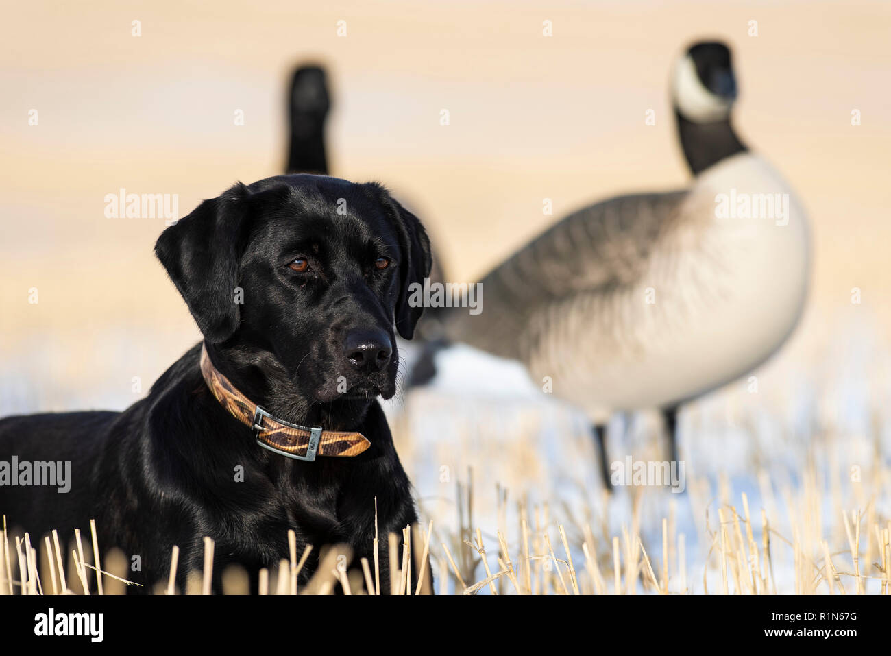 A Black lab out waterfowl hunting in North Dakota Stock Photo - Alamy
