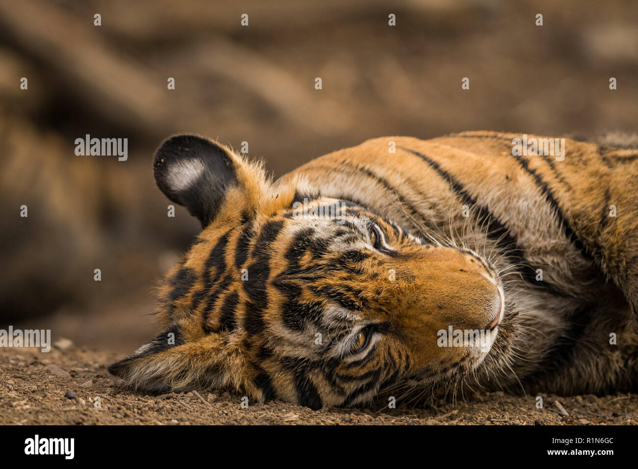 Tiger cubs hunting hi-res stock photography and images - Alamy