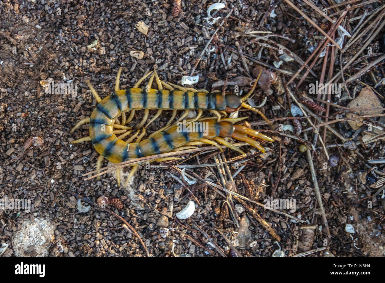 Mediterranean banded centipede, Scolopendra cingulata, Costa Blanca ...