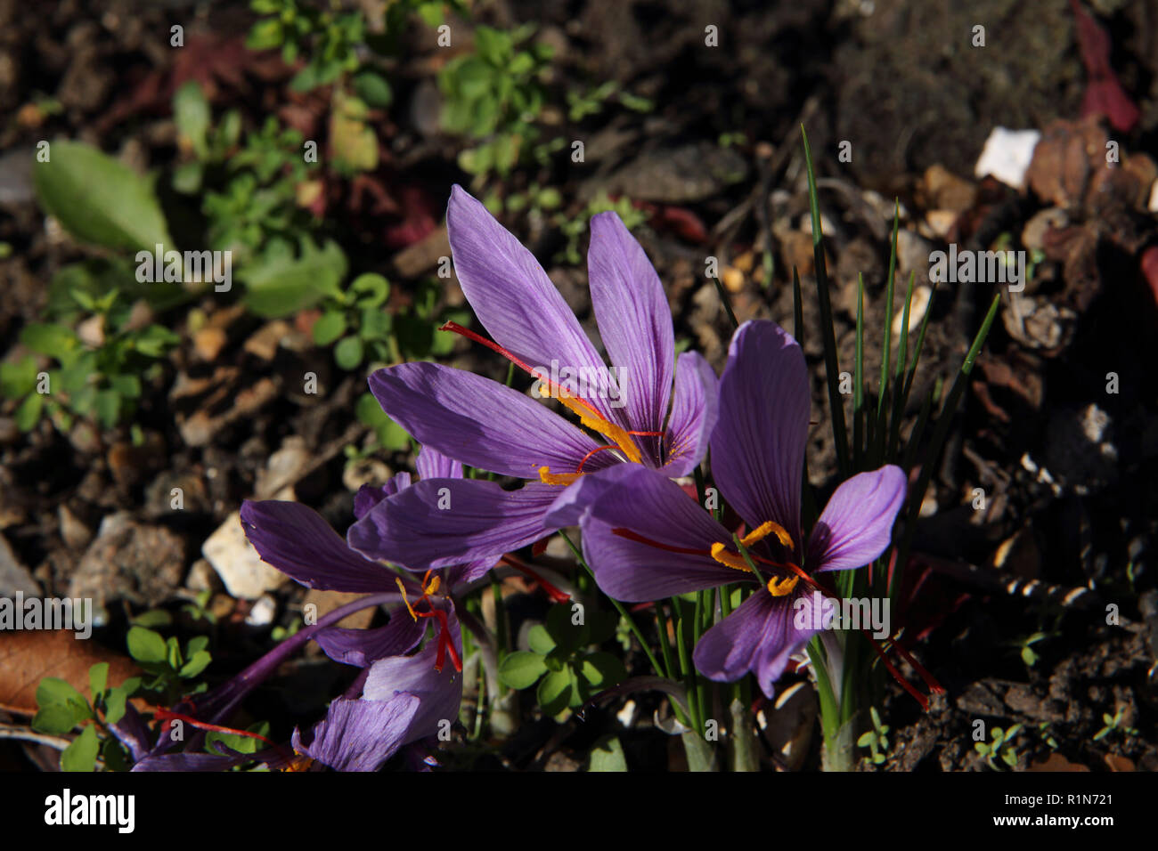 Saffron Flower Garden