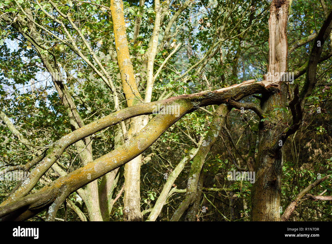 Storm-damaged Trees in Nottinghamshire woodlands after Autumn gales ...